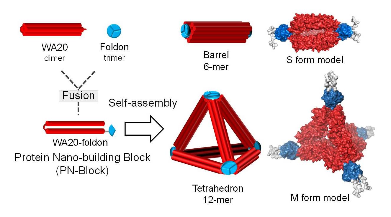 Self-Assembling Nano-Architectures Created from a Protein Nano-Building ... Self-Assembling Nano-Architectures Created from a Protein Nano-Building ...