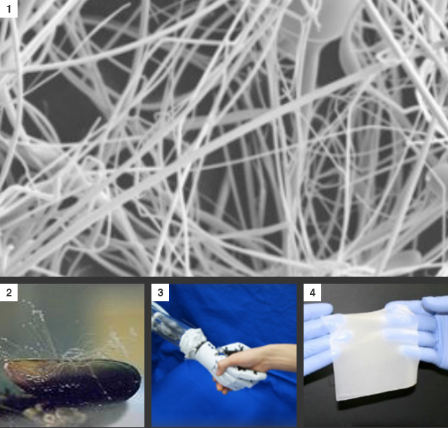 Division of Biological and Medical Fibers | IFES